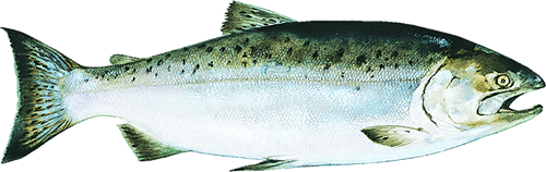 Discover Wild Alaskan Salmon | Copper River Salmon